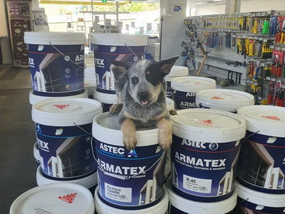 Randy the blue heeler thinks he should be our Wallmaster mascot ...
